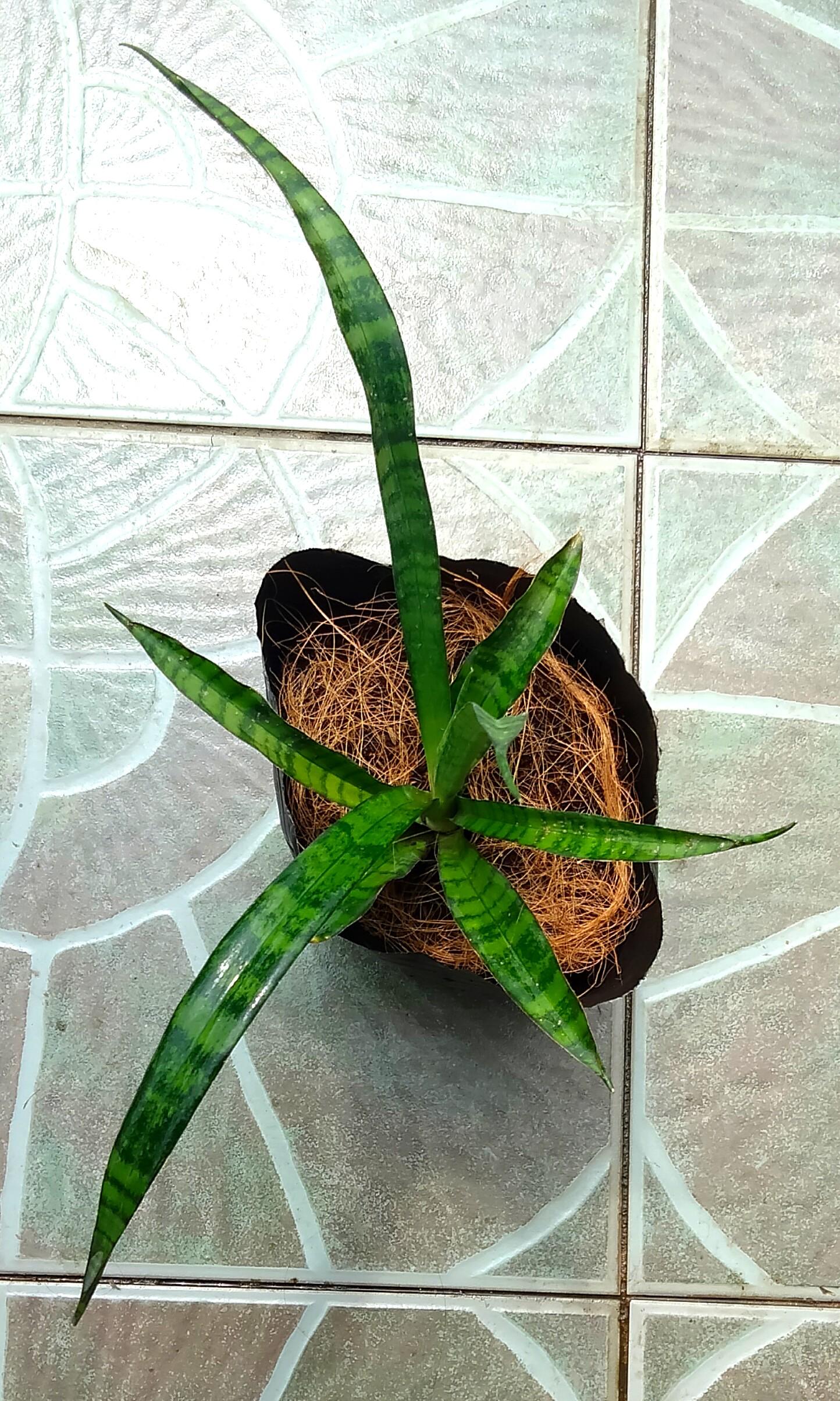 Parva Sanseveria Snake Plant, Furniture & Home Living, Gardening ...