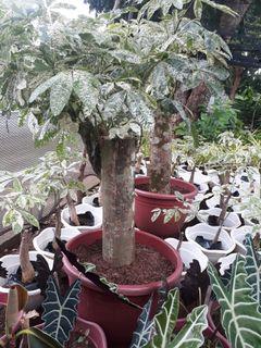 (6FT HEIGHT) RARE Variegated Money Tree/Variegated Pachira Aquatica ...