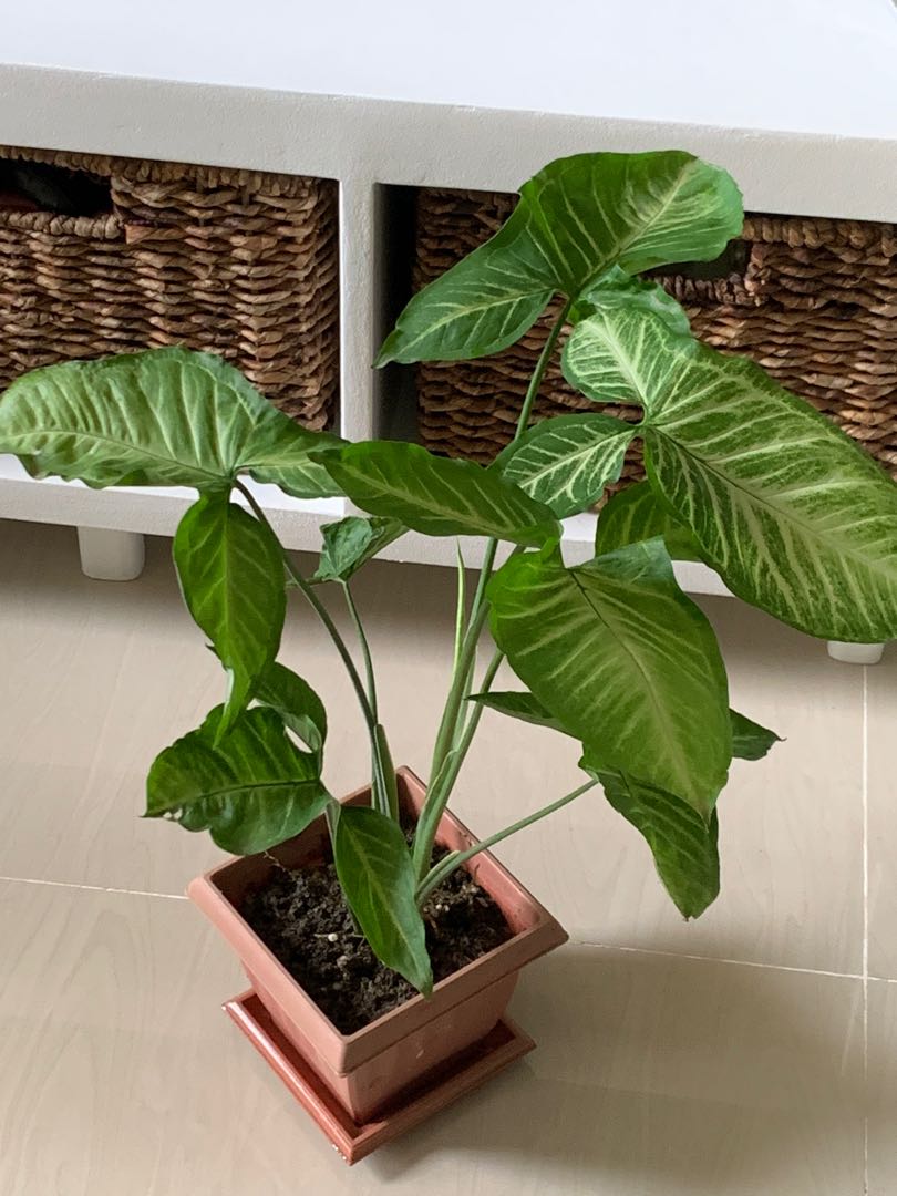 Potted syngonium Podophyllum, Furniture & Home Living, Gardening ...
