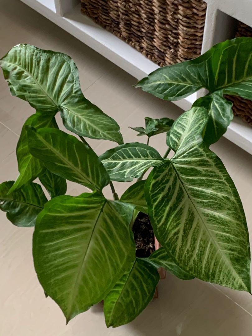 Potted syngonium Podophyllum, Furniture & Home Living, Gardening ...