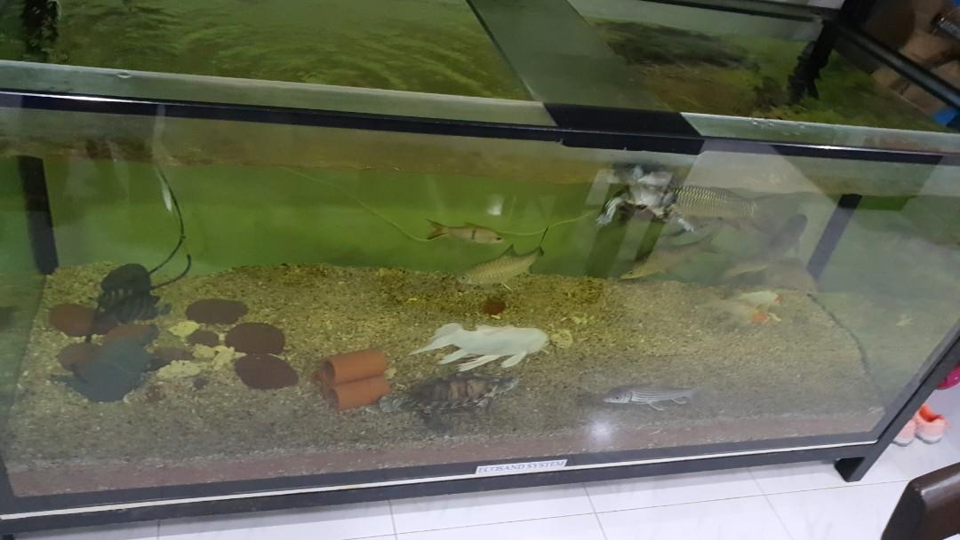 6ft Fish Tank for SALE, Pet Supplies, Homes & Other Pet Accessories on ...