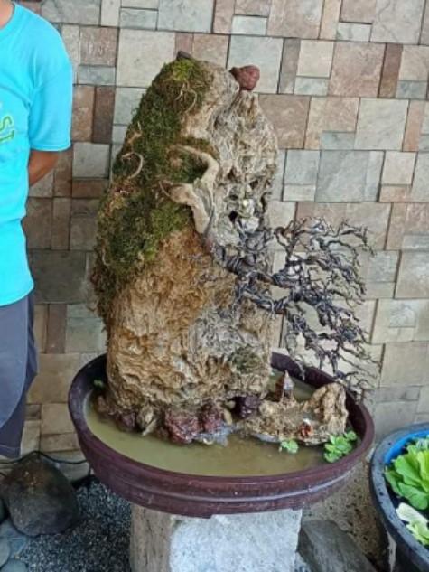 Bonsai penjing, Furniture & Home Living, Gardening, Pots & Planters on ...