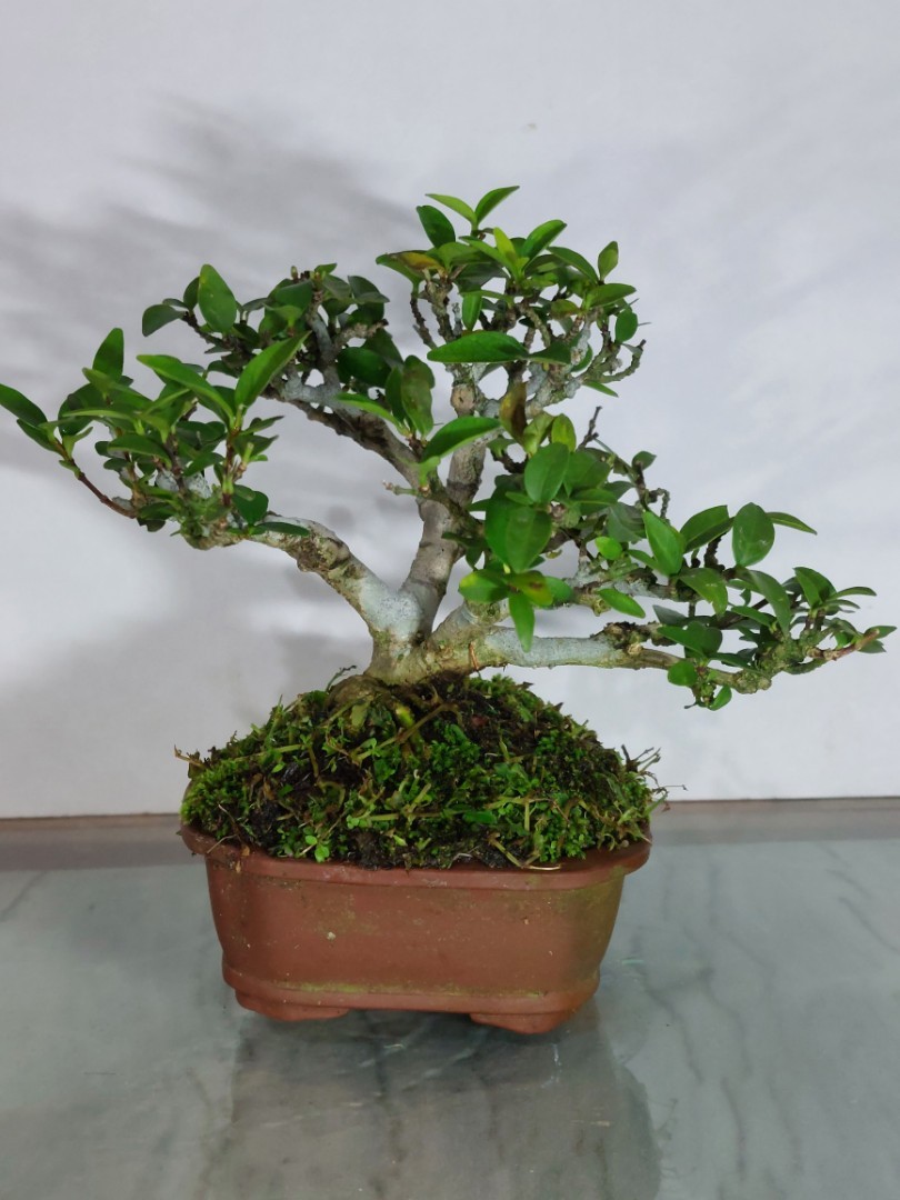 Bonsai_Shui Mei, 水梅, Furniture & Home Living, Gardening, Plants & Seeds ...