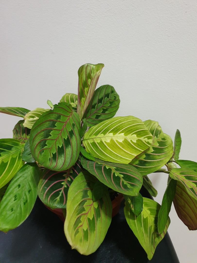Calathea maranta, Furniture & Home Living, Gardening, Plants & Seeds on ...