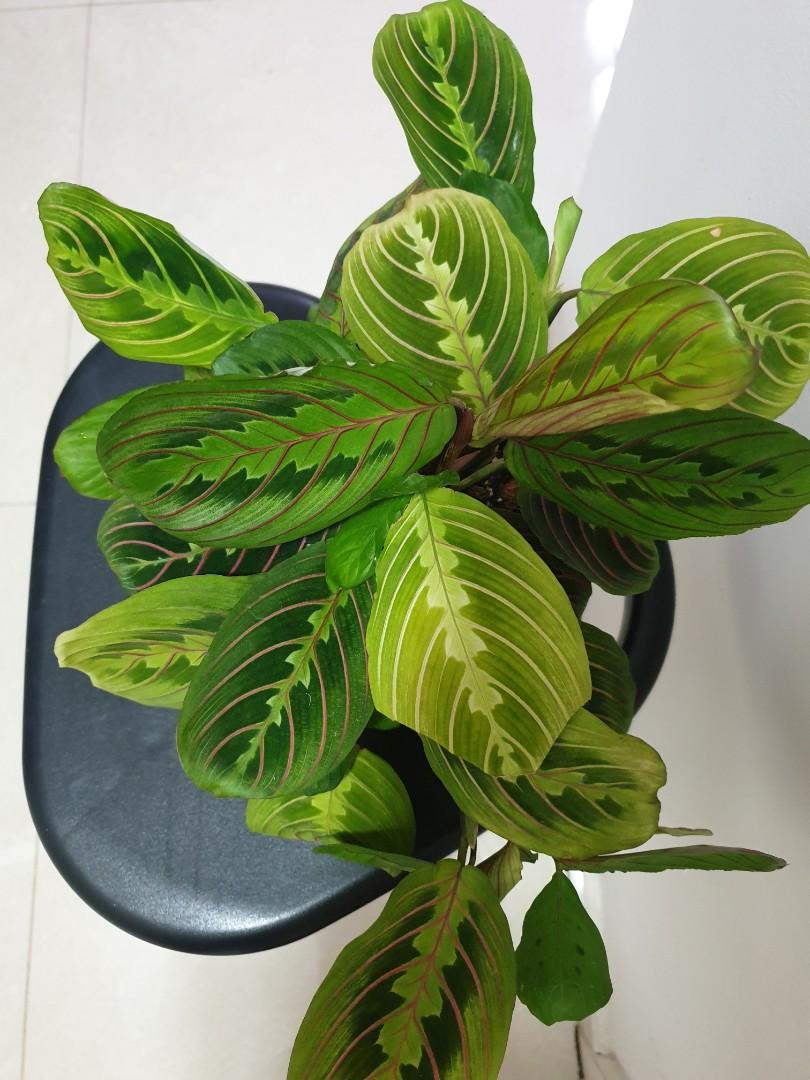 Calathea maranta, Furniture & Home Living, Gardening, Plants & Seeds on ...