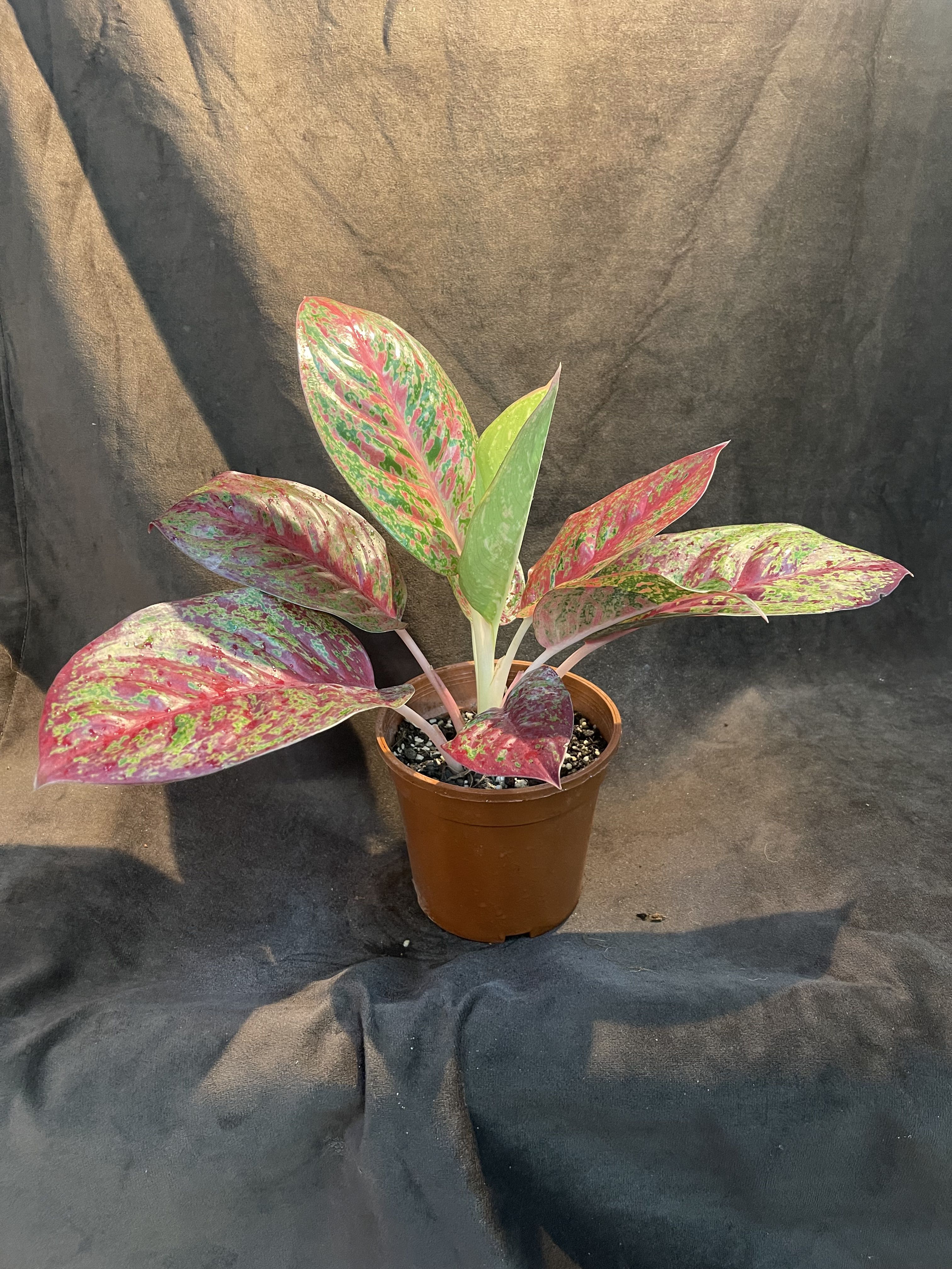 #Plant - Aglaonema Red Gold Hybrid, Furniture & Home Living, Gardening ...