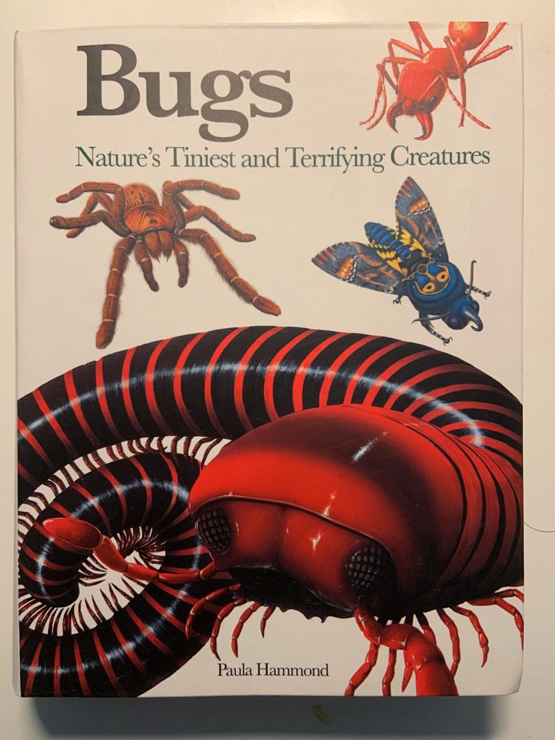 Popular Bugs children’s information book, Hobbies & Toys, Books ...