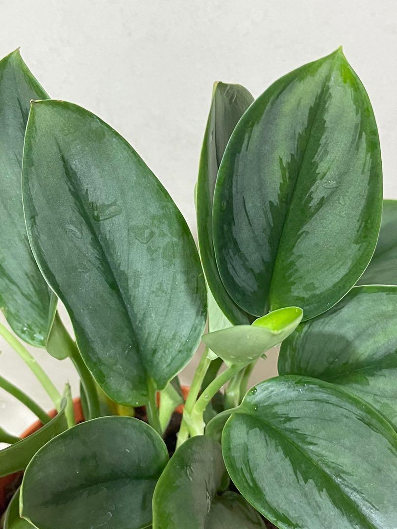 Scindapsus Moonlight - 1, Furniture & Home Living, Gardening, Plants ...