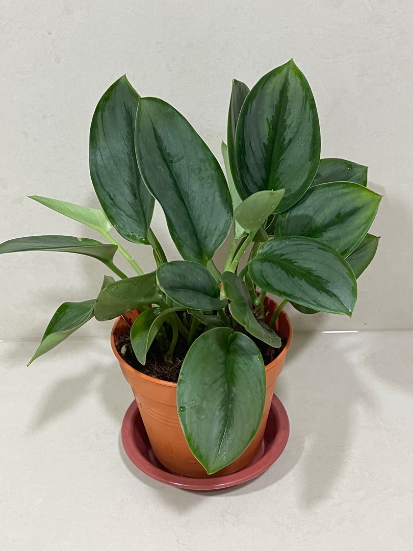 Scindapsus Moonlight - 1, Furniture & Home Living, Gardening, Plants ...