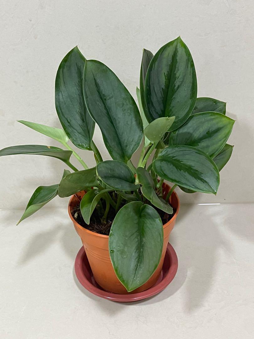 Scindapsus Moonlight - 1, Furniture & Home Living, Gardening, Plants ...