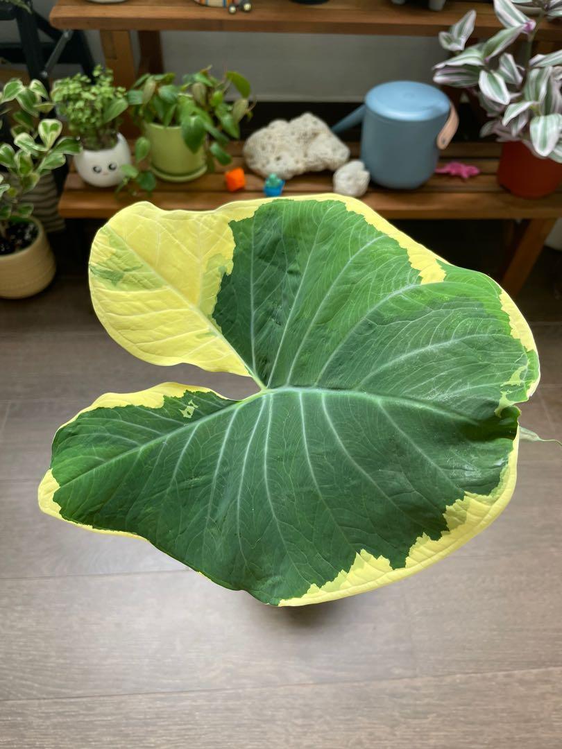 Variegated Alocasia xanthosoma (mickey mouse plant), Furniture & Home ...