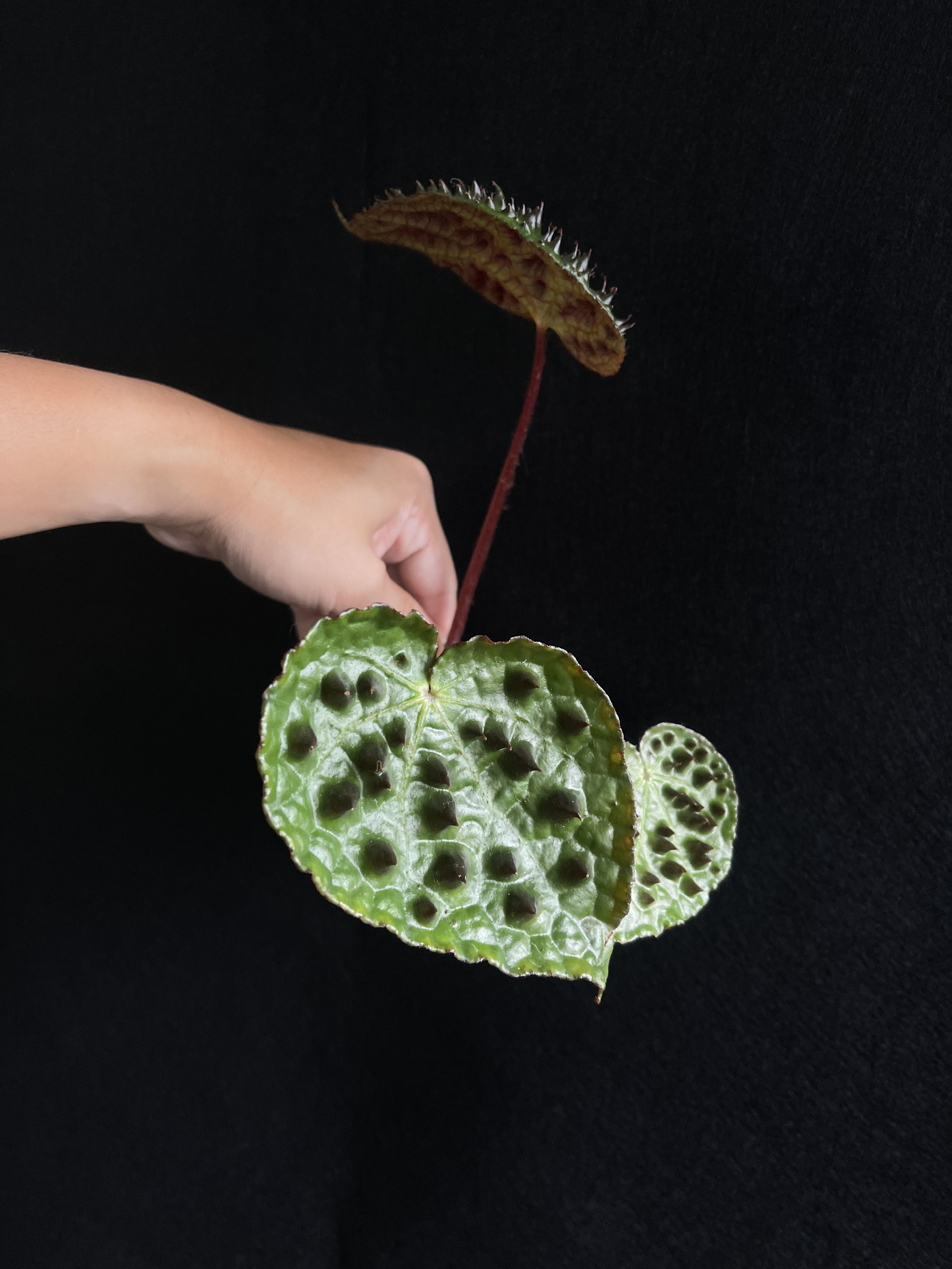 Begonia Ferox, Furniture & Home Living, Gardening, Plants & Seeds on ...