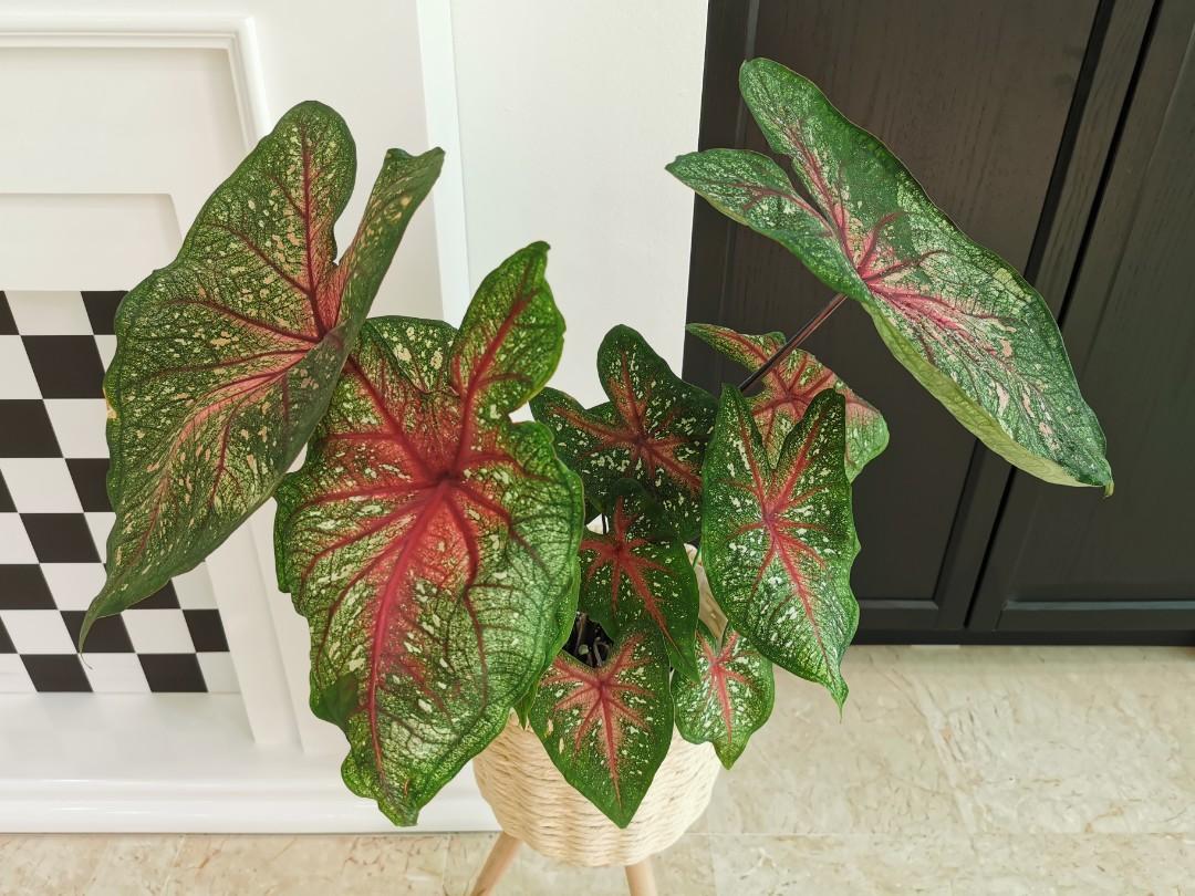 Giant caladium, Furniture & Home Living, Gardening, Plants & Seeds on ...