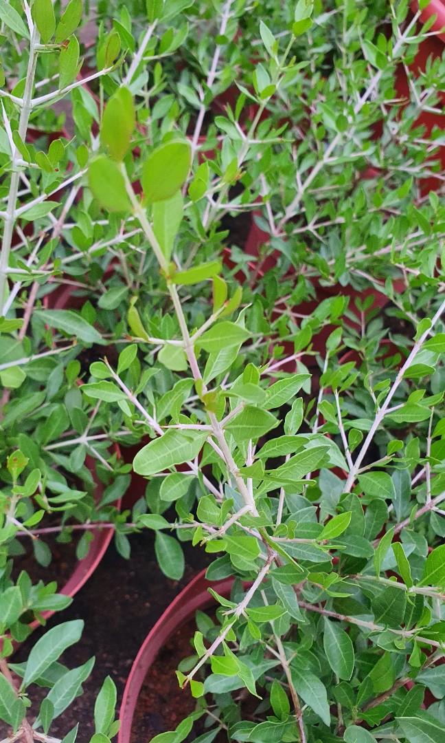 Henna plant (15cm pot), Furniture & Home Living, Home Decor, Artificial ...