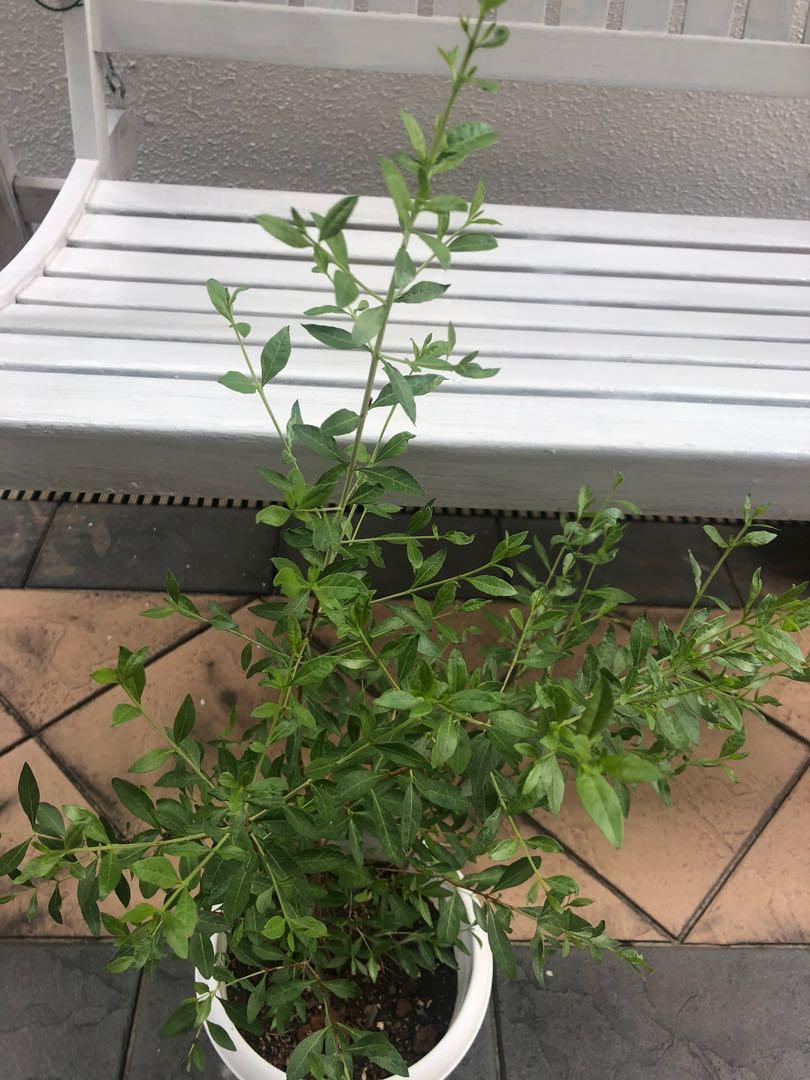 Henna plant with pot, Furniture & Home Living, Gardening, Plants ...