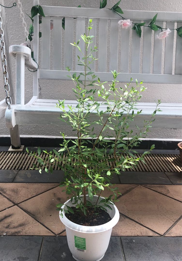 Henna plant with pot, Furniture & Home Living, Gardening, Plants ...