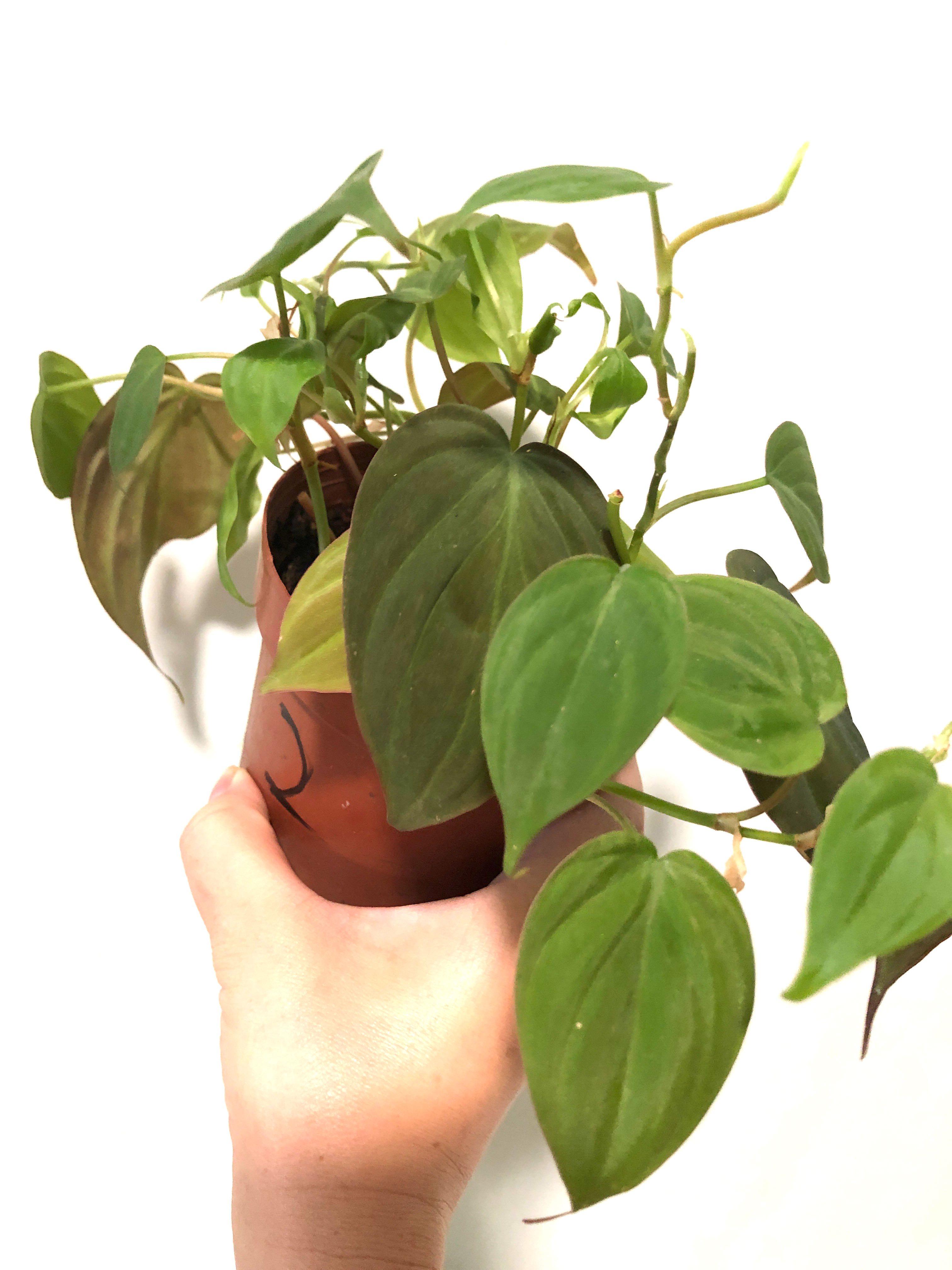 Philodendron Mican -2, Furniture & Home Living, Gardening, Plants ...
