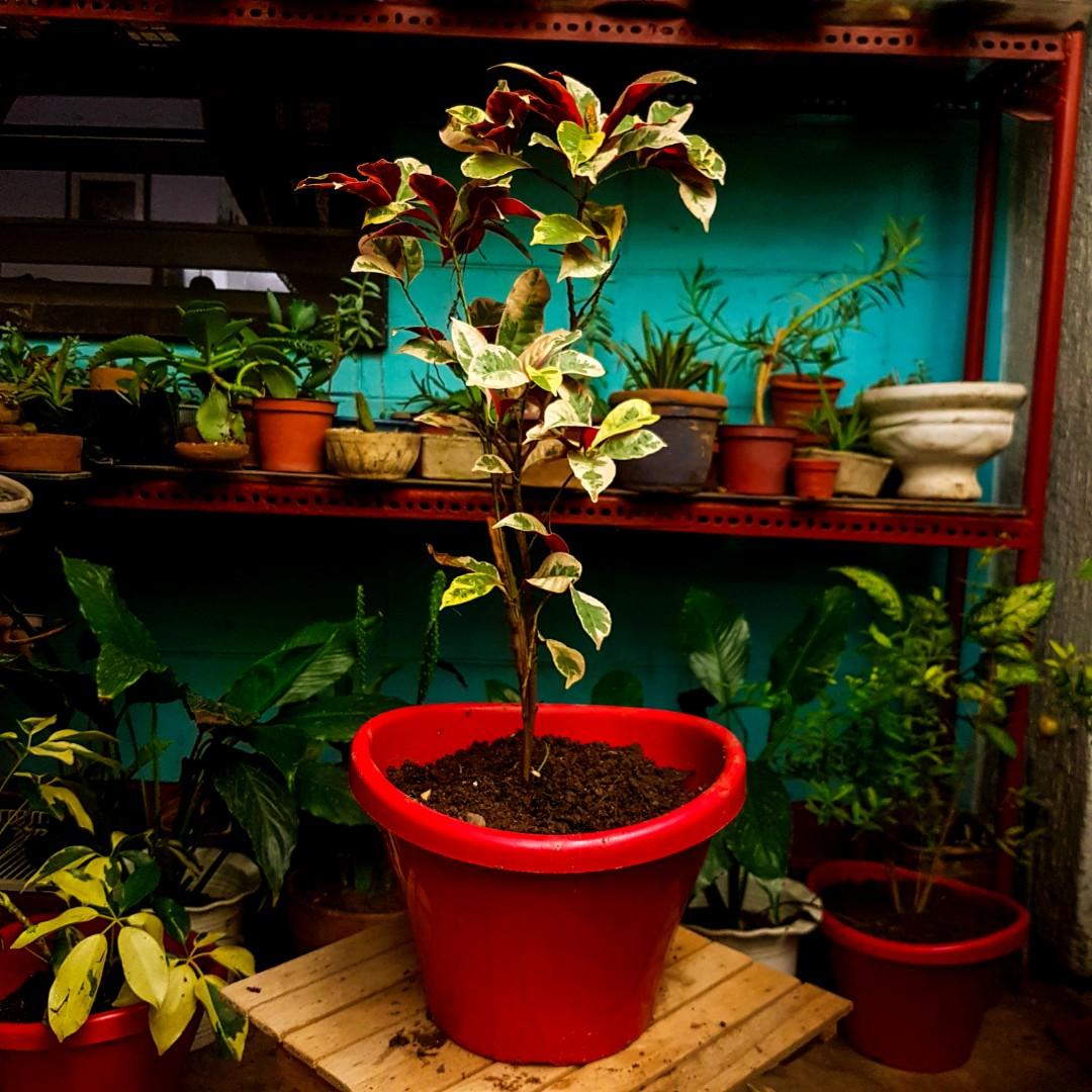 Picara plant, Furniture & Home Living, Gardening, Plants & Seeds on ...