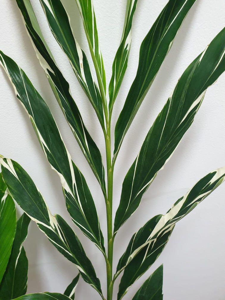 Variegated Ginger plant ( Alpinia vittata var.), Furniture & Home ...
