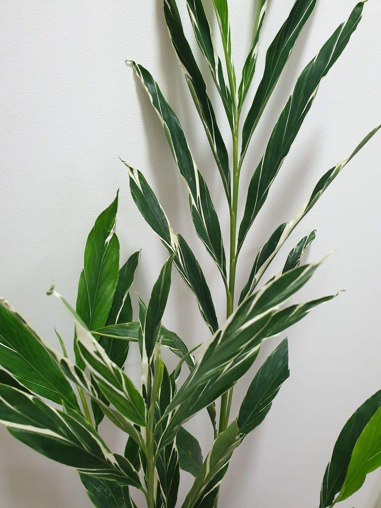 Variegated Ginger plant ( Alpinia vittata var.), Furniture & Home ...