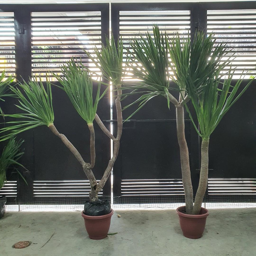 Yucca Plant Indoor/Outdoor Multi-heads, Furniture & Home Living ...