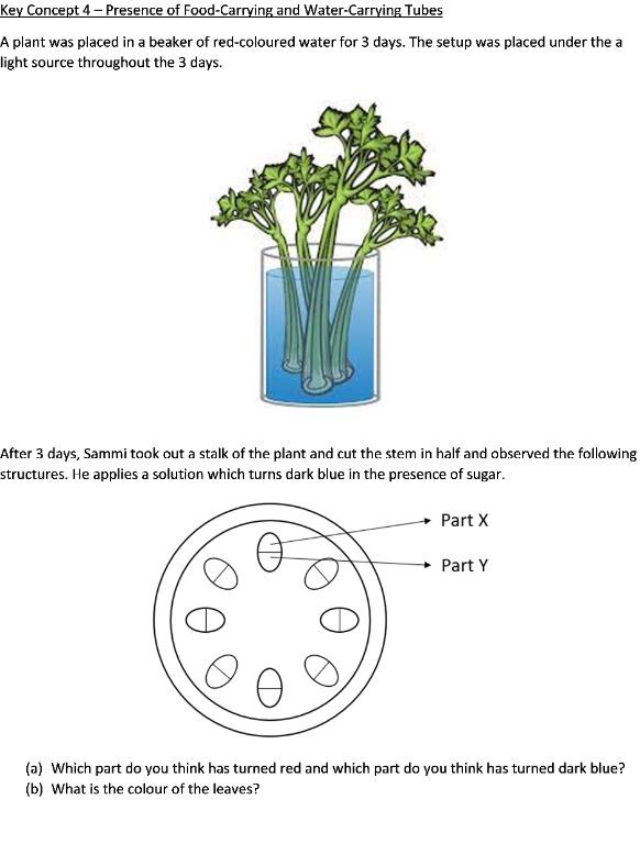 Score AL1 for P5 & P6 PSLE Science | Study Notes & Practice Papers ...