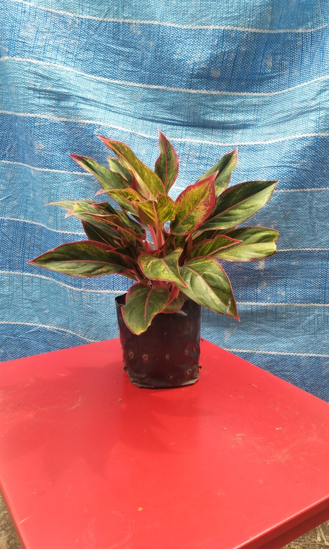 Pokok POPgreen, Furniture & Home Living, Gardening, Plants & Seeds on ...