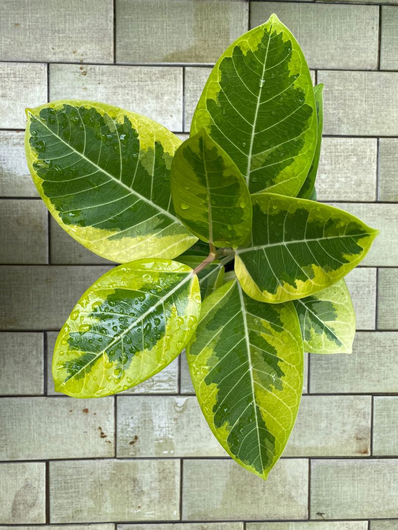 Ficus altissima yellow variegated, Furniture & Home Living, Gardening ...