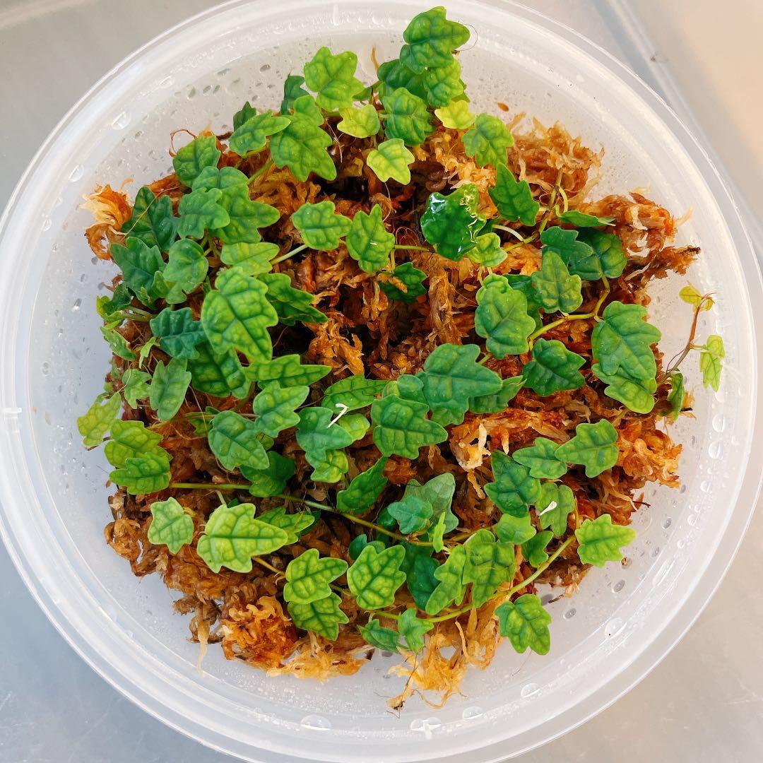 Ficus Pumila Quercifolia (creeping fig), Furniture & Home Living ...