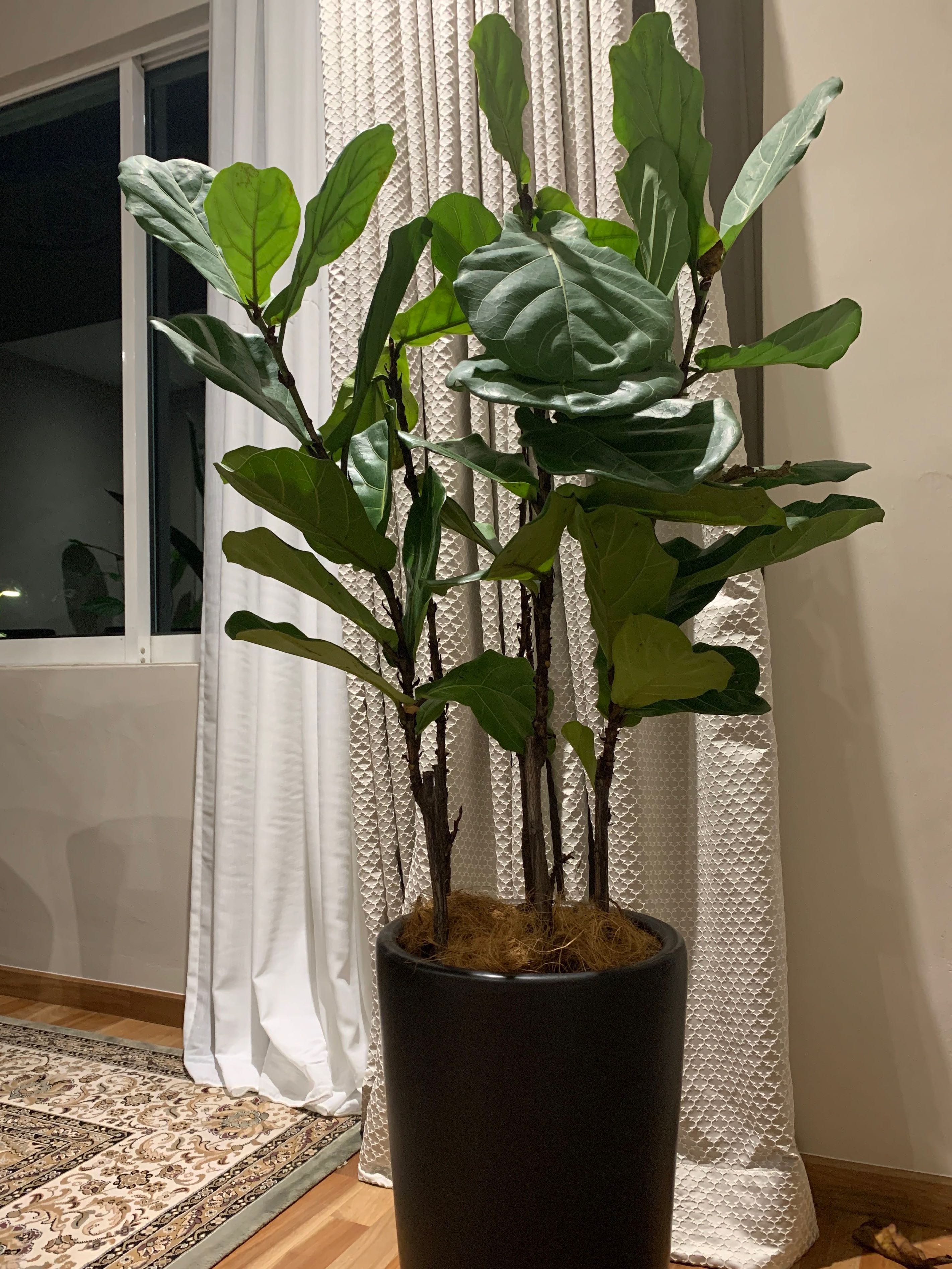 Fiddle fig Tree Pokok Fig, Furniture & Home Living, Gardening, Plants ...