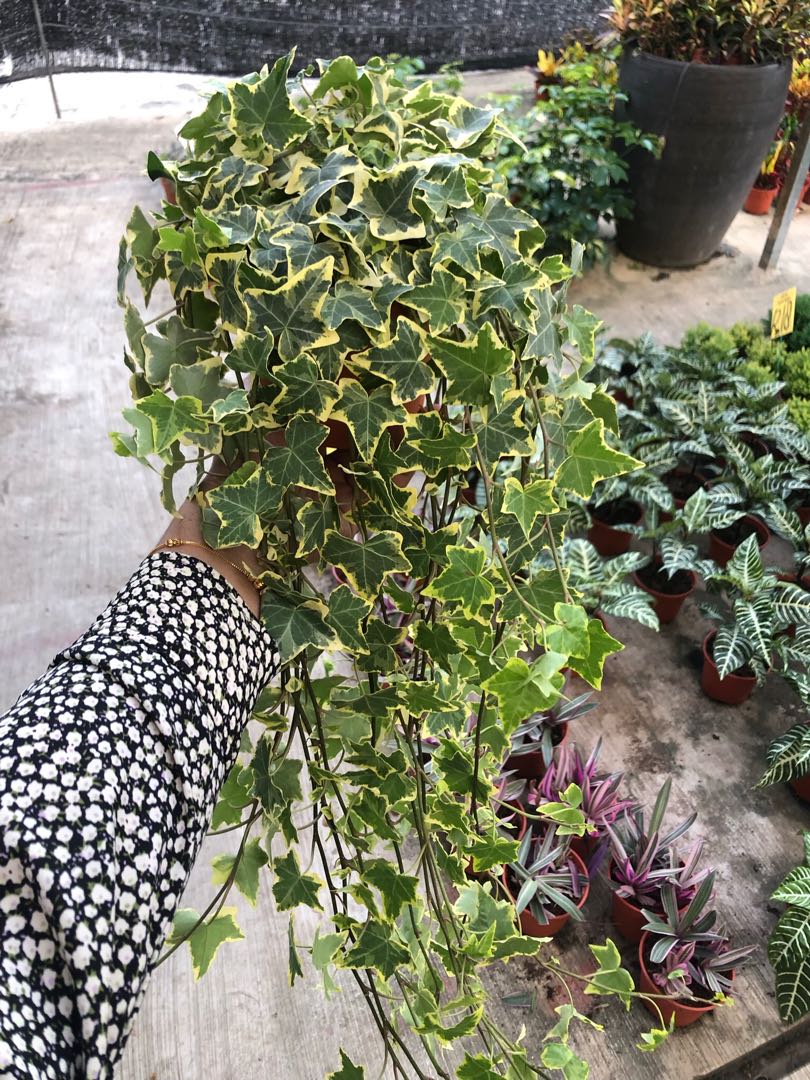 Pokok English Ivy | Real Live Plant | Pokok Hidup, Furniture & Home ...