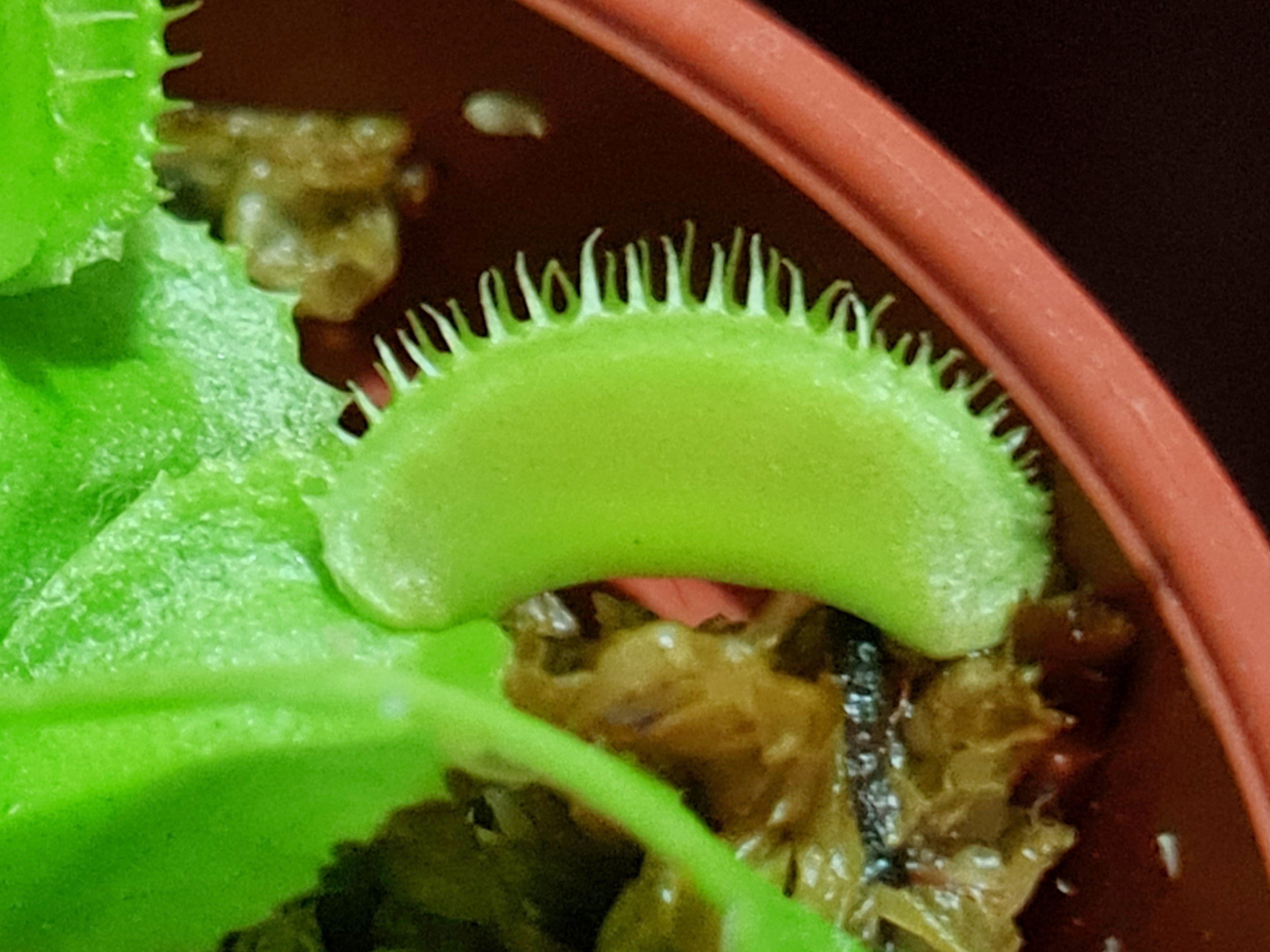 SgBred 'Alien' Venus Flytrap. 5cm pot., Furniture & Home Living ...