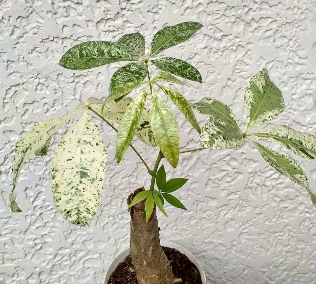 Variegated Money Tree, Furniture & Home Living, Gardening, Plants ...
