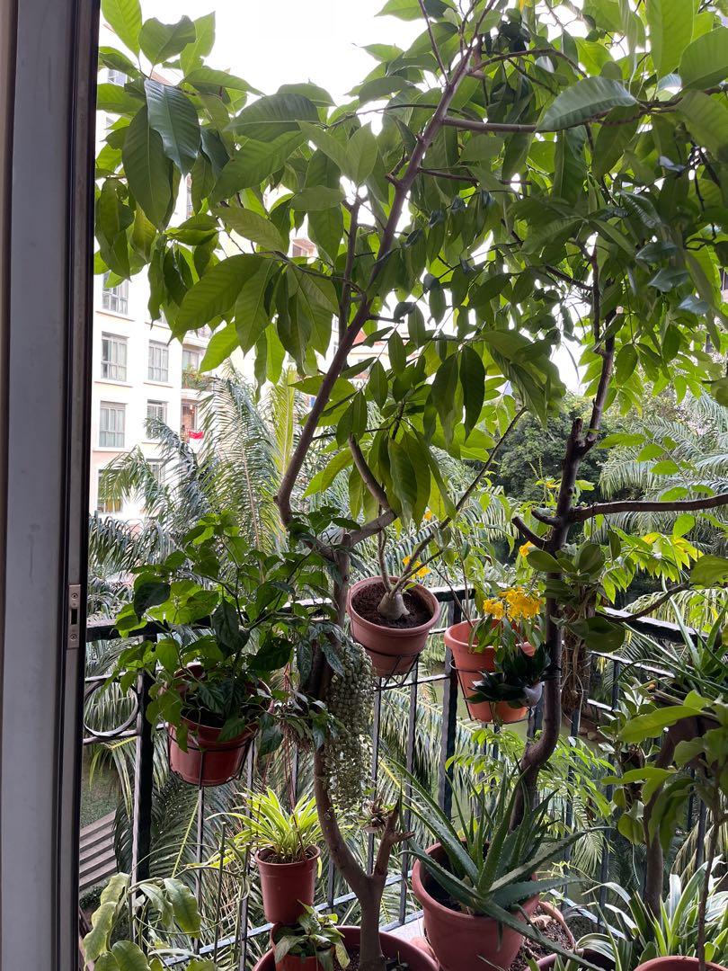 Chempaka Tree, Furniture & Home Living, Gardening, Plants & Seeds on ...