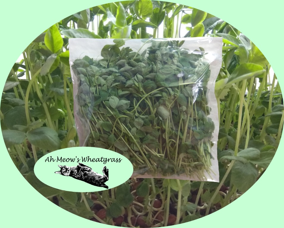 Maple Pea Sprout | Dou Miao (100g), Food & Drinks, Fresh Produce on ...