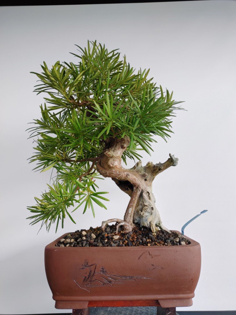 Podocarpus Sp Tanuki Bonsai 50cm, Furniture & Home Living, Gardening ...