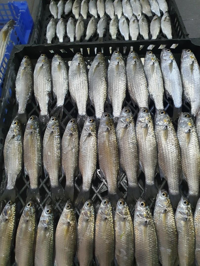 Tamban/ Chomek/Belanak/Octopus/Udang Pasir /fishing baits, Sports ...