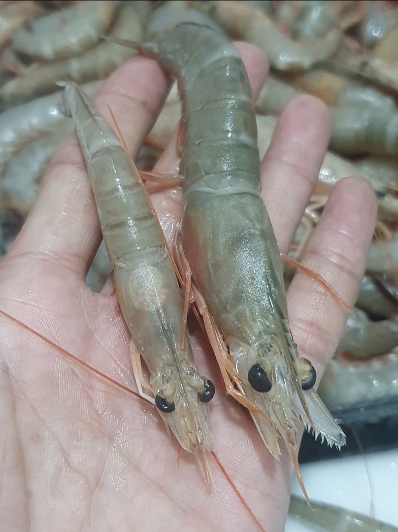 Tamban/ Chomek/Belanak/Octopus/Udang Pasir /fishing baits, Sports ...