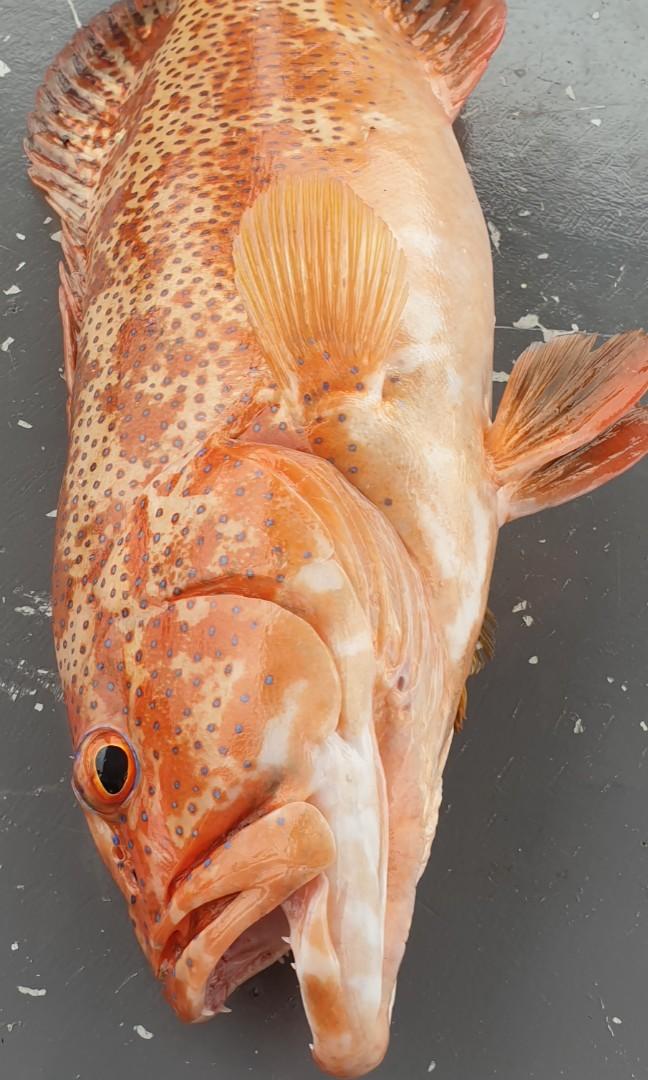 Tamban/ Chomek/Belanak/Octopus/Udang Pasir /fishing baits, Sports ...