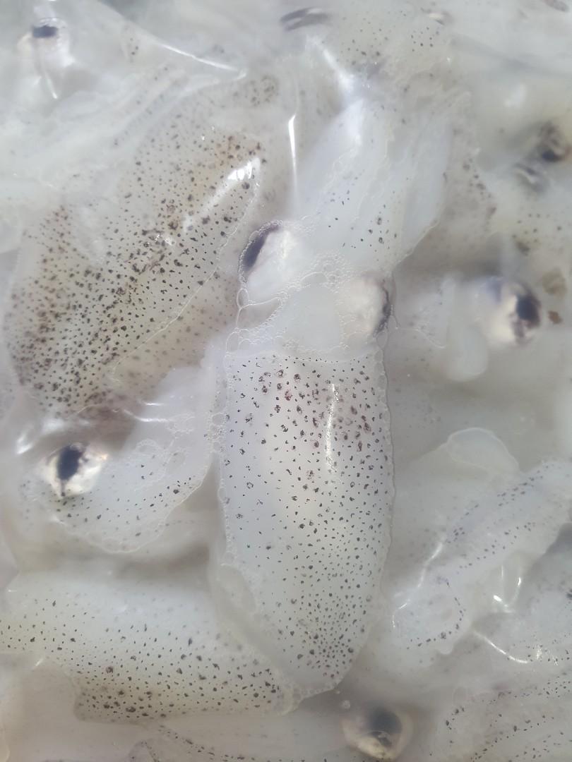 Tamban/ Chomek/Belanak/Octopus/Udang Pasir /fishing baits, Sports ...