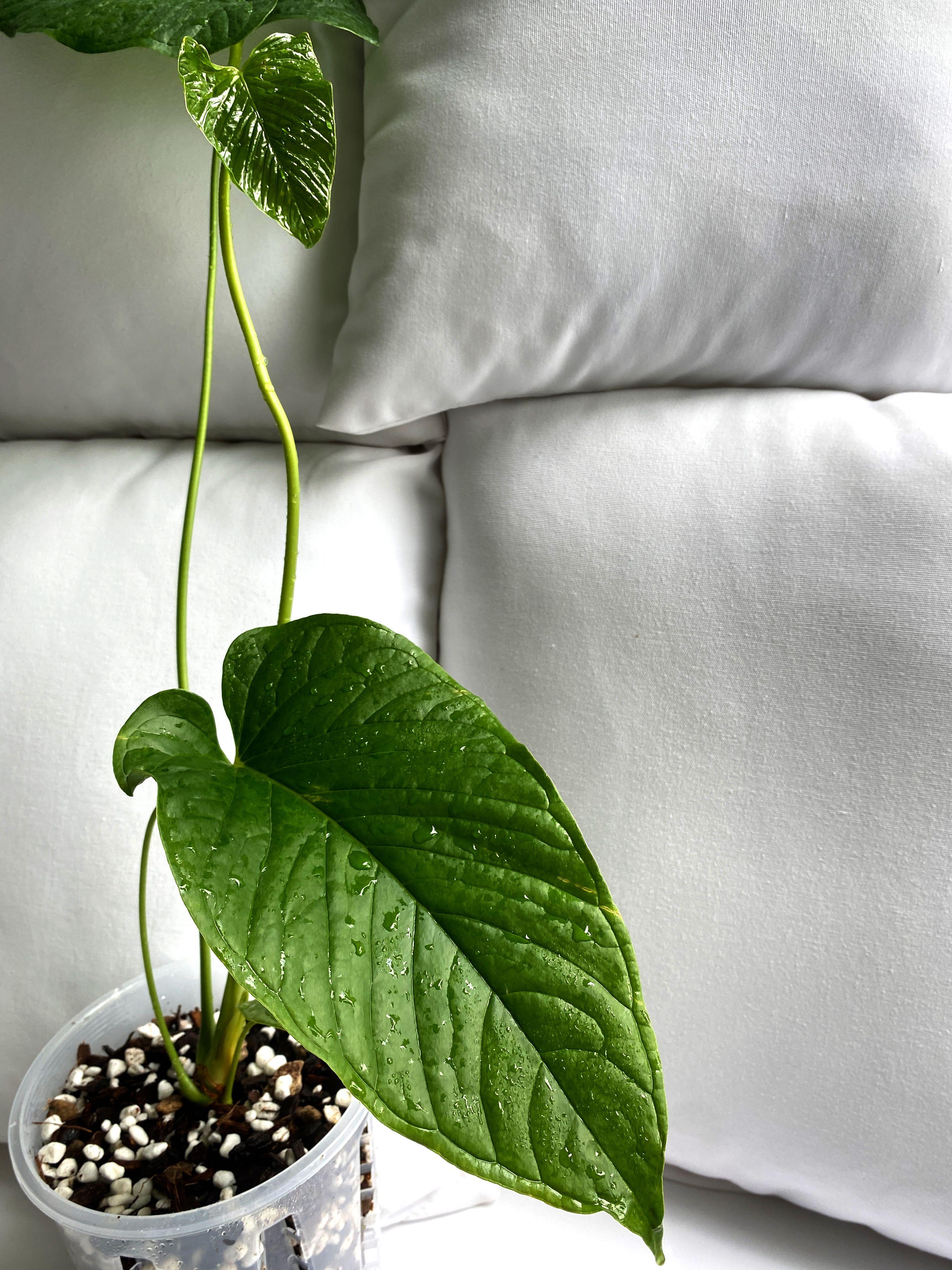 Anthurium Rivulare, Furniture & Home Living, Gardening, Plants & Seeds ...