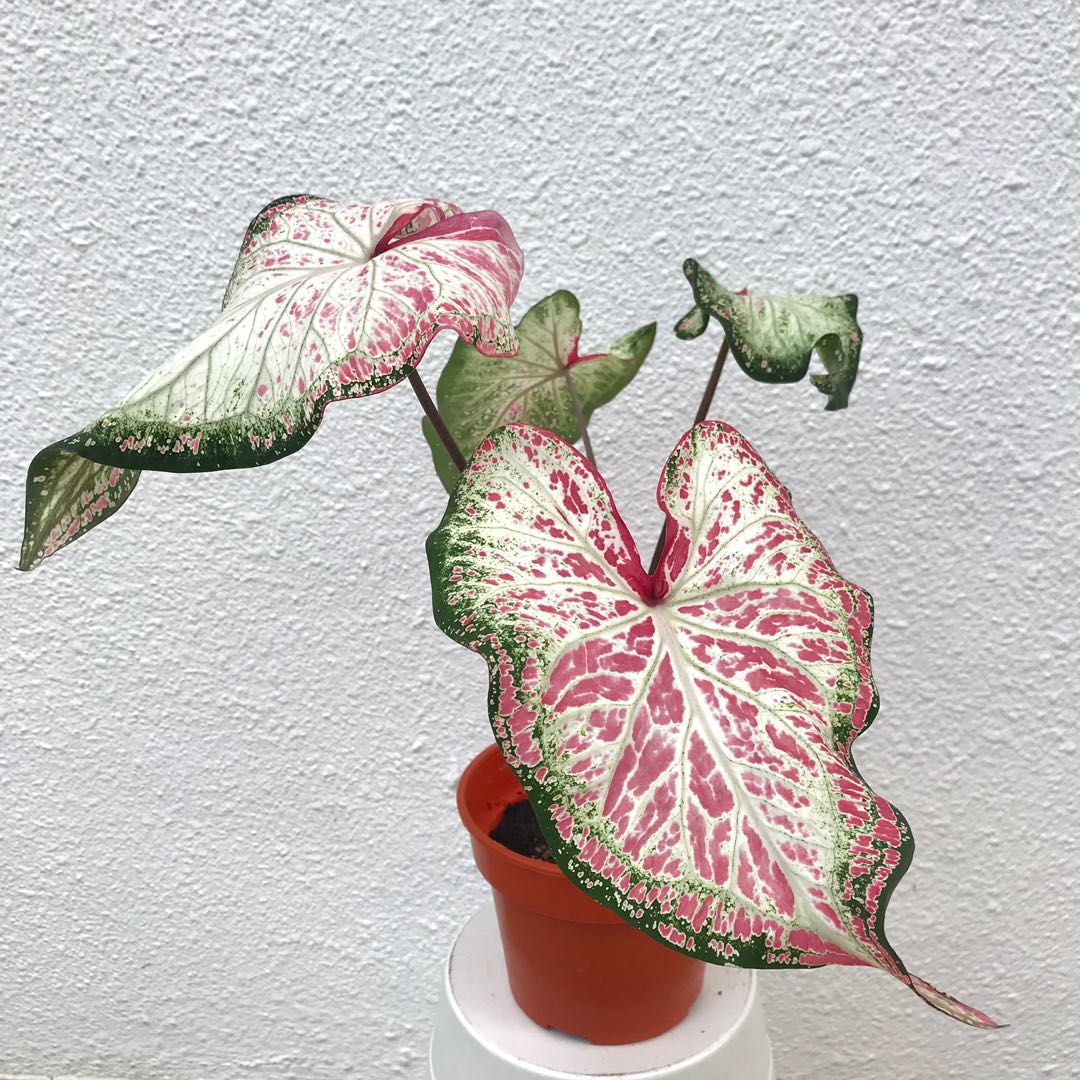 Caladium Candyland, Furniture & Home Living, Gardening, Plants & Seeds ...