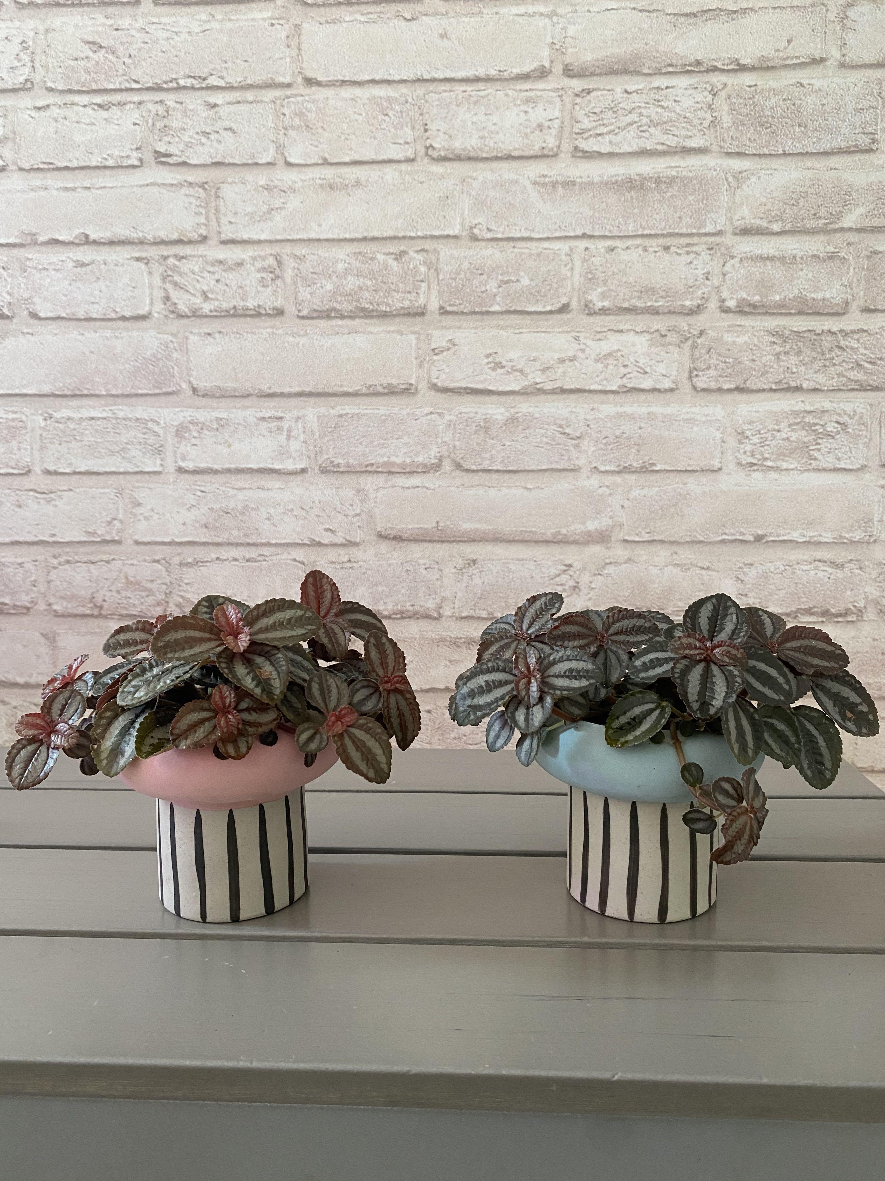 2 pots of Pilea involucrata Pan Am friendship plant pilea spruceana ...