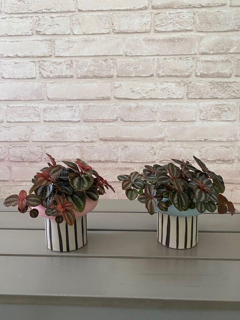 2 pots of Pilea involucrata Pan Am friendship plant pilea spruceana ...