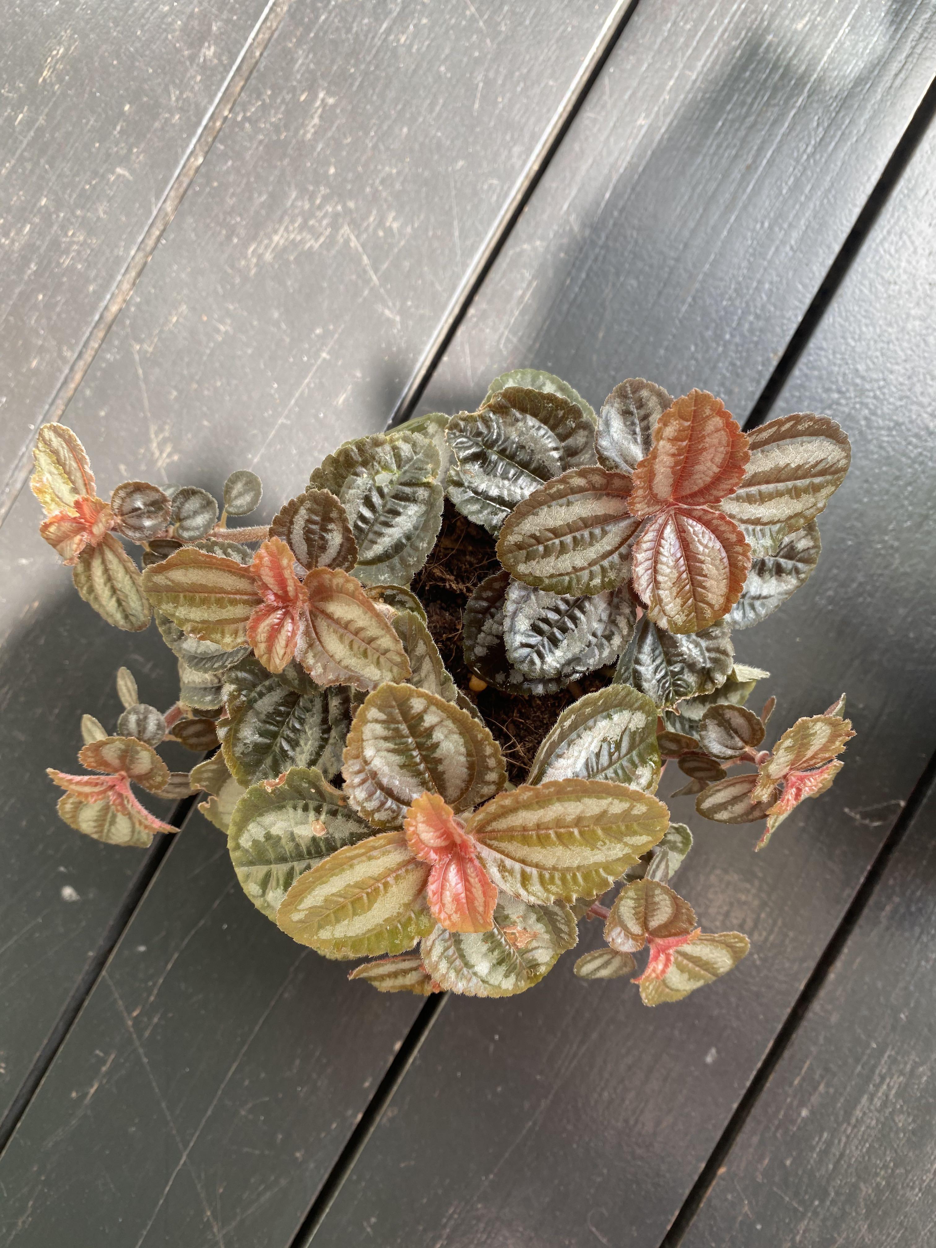 2 pots of Pilea involucrata Pan Am friendship plant pilea spruceana ...