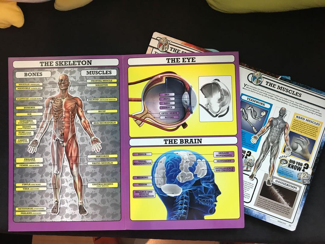 Human Body Sticker Activity Pack, Hobbies & Toys, Books & Magazines ...
