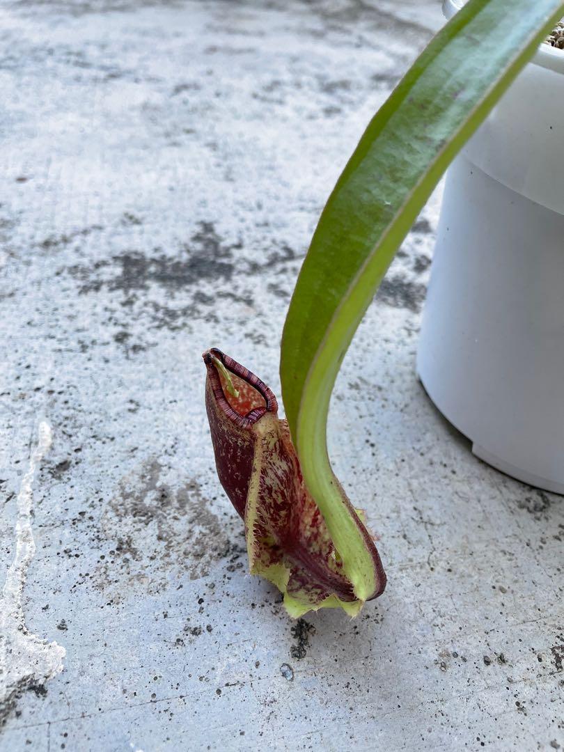 Nepenthes Mirabilis Wing Pitcher Plant Monkey Cups Cool Unique ...