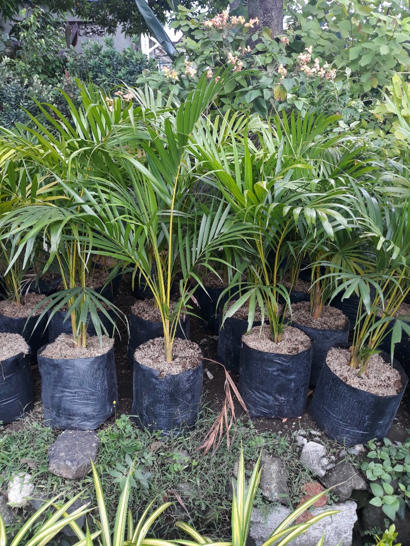 Palmera, Furniture & Home Living, Gardening, Plants & Seeds on Carousell