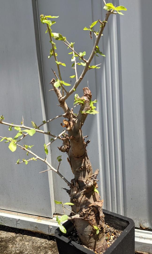 Commiphora incisa #多肉 #塊根 #橄欖科, 傢俬＆家居, 園藝, 園藝工具和裝飾品 - Carousell