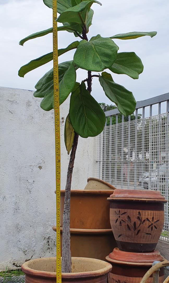 Fiddle Leaf Fig Live Plant Ficus Lyrata 4F, Furniture & Home Living ...